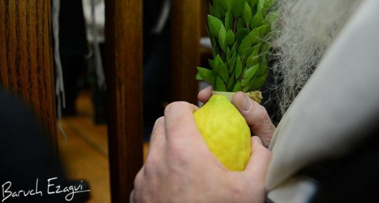 Esrogim May be Very Pricey This Year - Chabadinfo.com