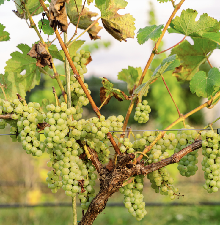 Quantum Mechanics in the Mikvah and the Grapes - Chabadinfo.com