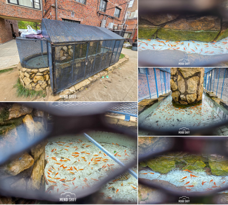 The Fish-Pond at 770 Prepared for Tashlich - Chabadinfo.com