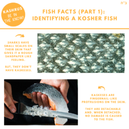 NEW SERIES: Fish Facts – All You Need To Know About Your Kosher Fish ...