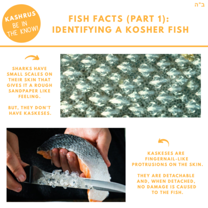 NEW SERIES: Fish Facts – All You Need To Know About Your Kosher Fish ...